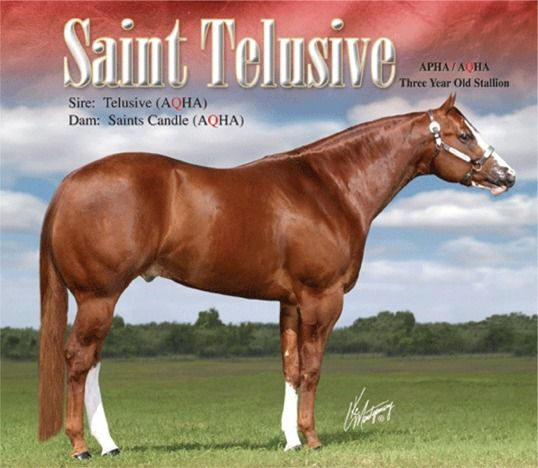 East Coast Halter Fulturity 2015 Stallion Roster